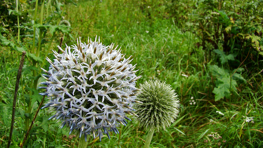NATURE and TRAVEL: Przegorzan kulisty-polska Strychnina C21H22N2O2
