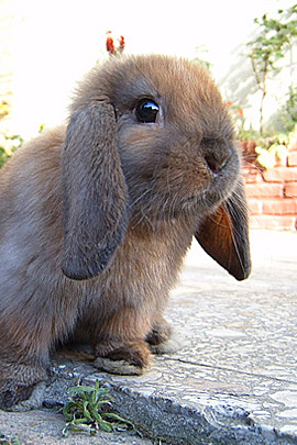 20 Cute bunny pictures | Amazing Creatures