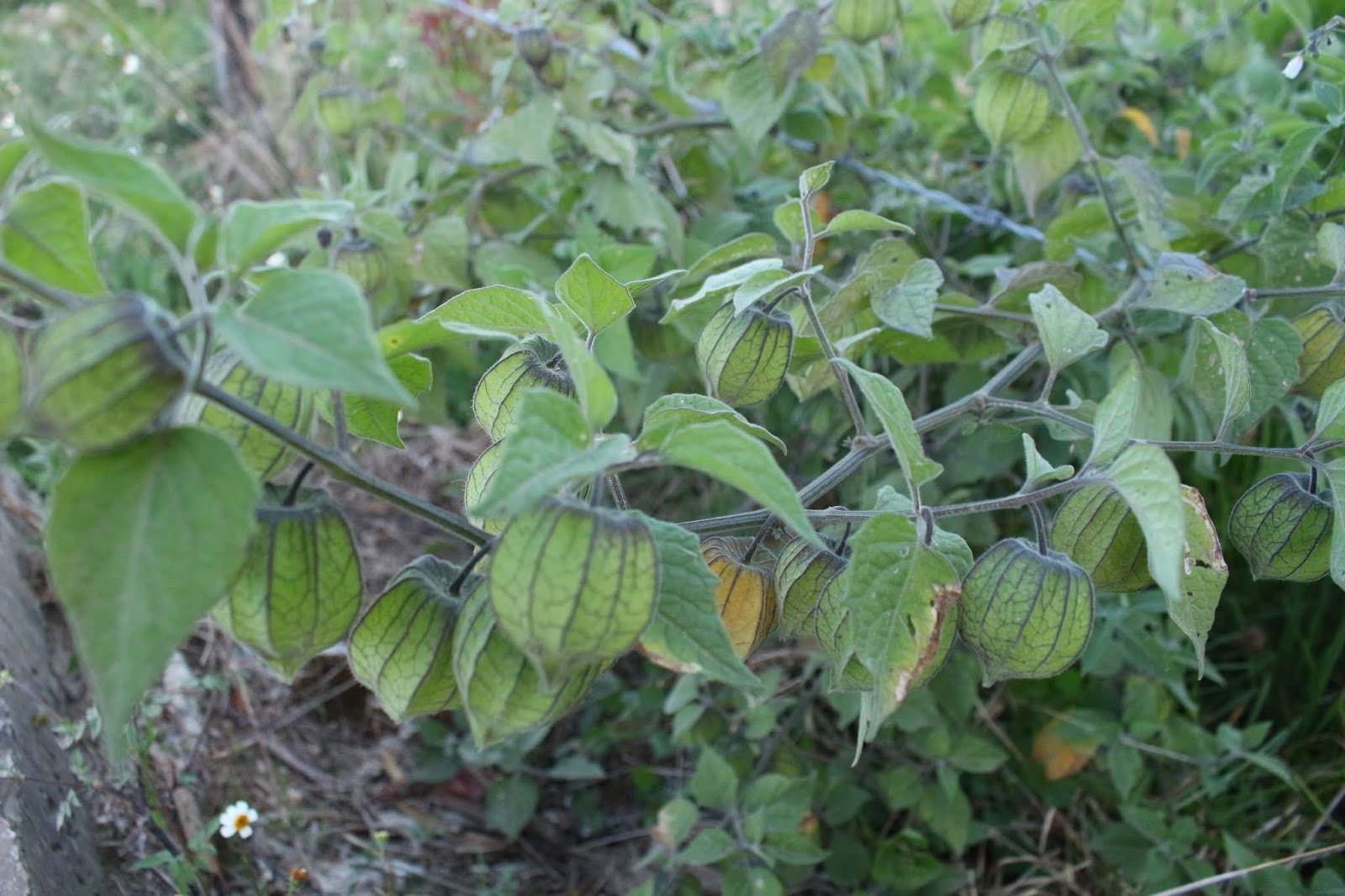 PROYECTO ESCA 099: Plantas Nativas