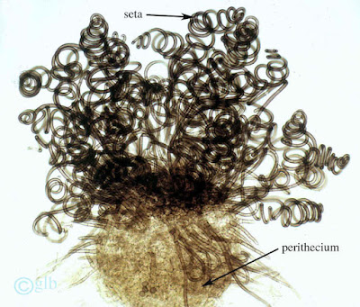 Catalogue of Organisms: Sordariomycetidae: Soil Fungi A-Plenty