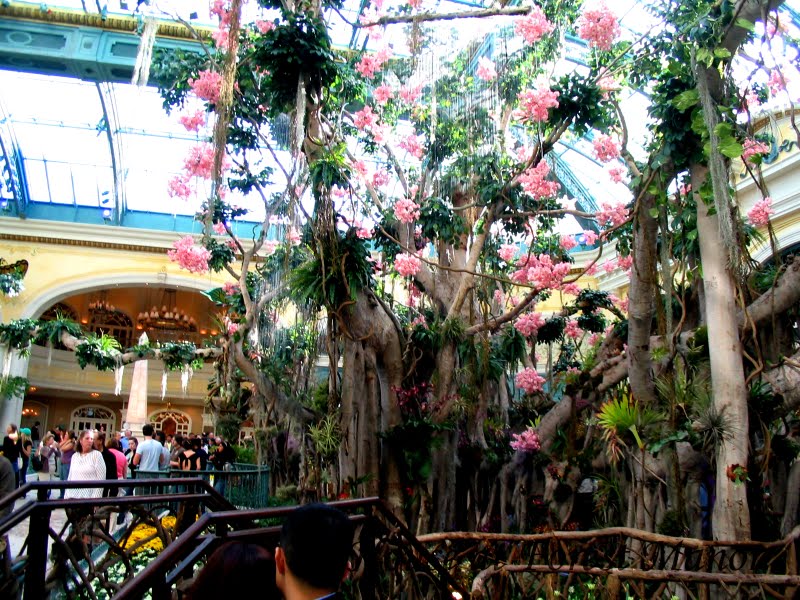 House at Forest Manor: Las Vegas Bellagio, Part 2