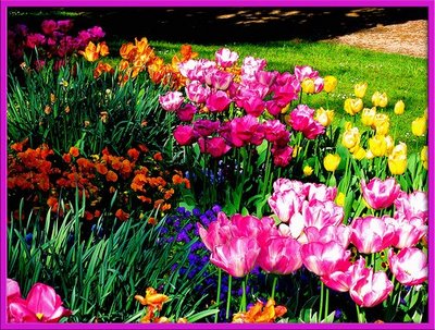 Kenali pokok bunga ~ seribupilihan