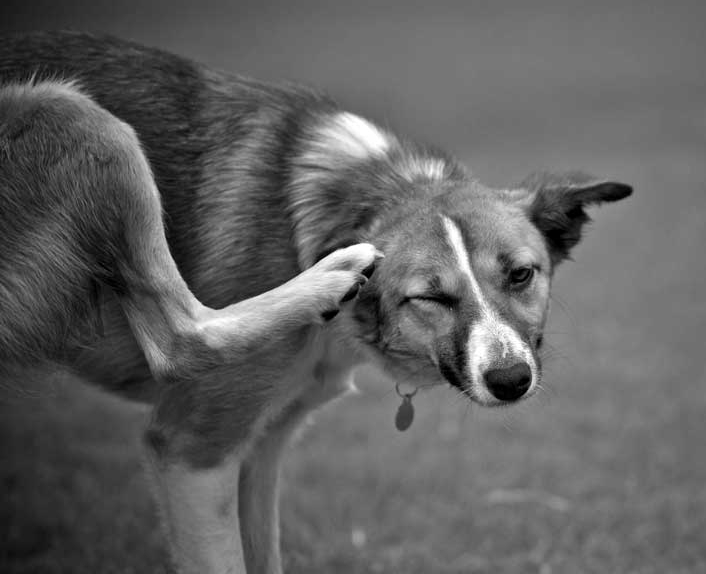 EMILIOEDUCADORYANTROPOLOGO: A PERRO FLACO TODO SE LE VUELVEN PULGAS