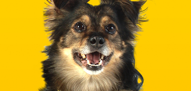 Muere "Spike" el perro de Lipigas - WeApp Chile