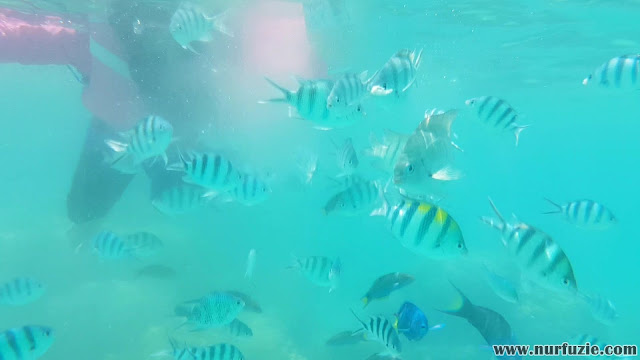 5 Point Snorkeling di Pulau Perhentian Terengganu