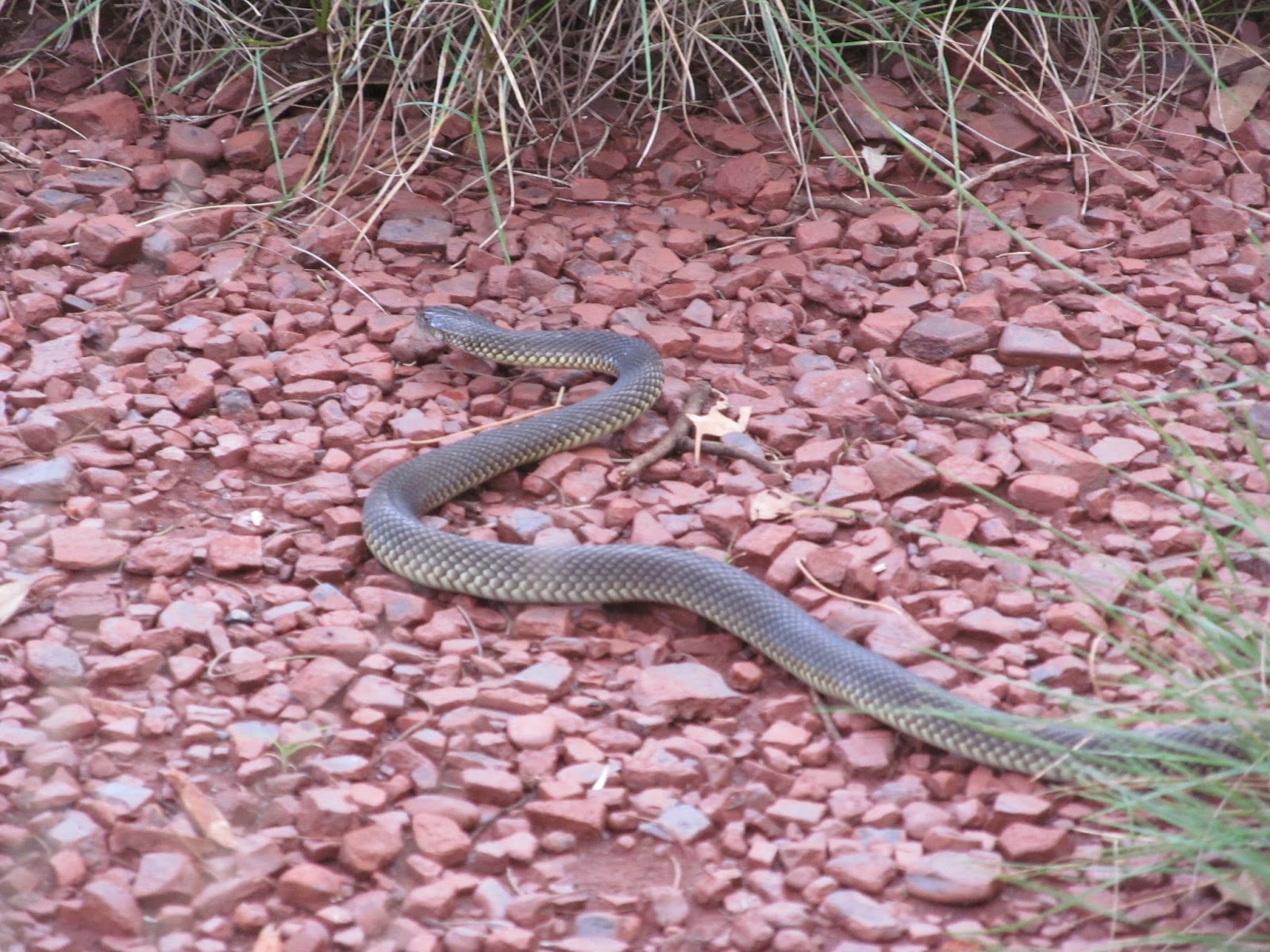 Best Term 2 Ever: Karijini National Park (By Simon)