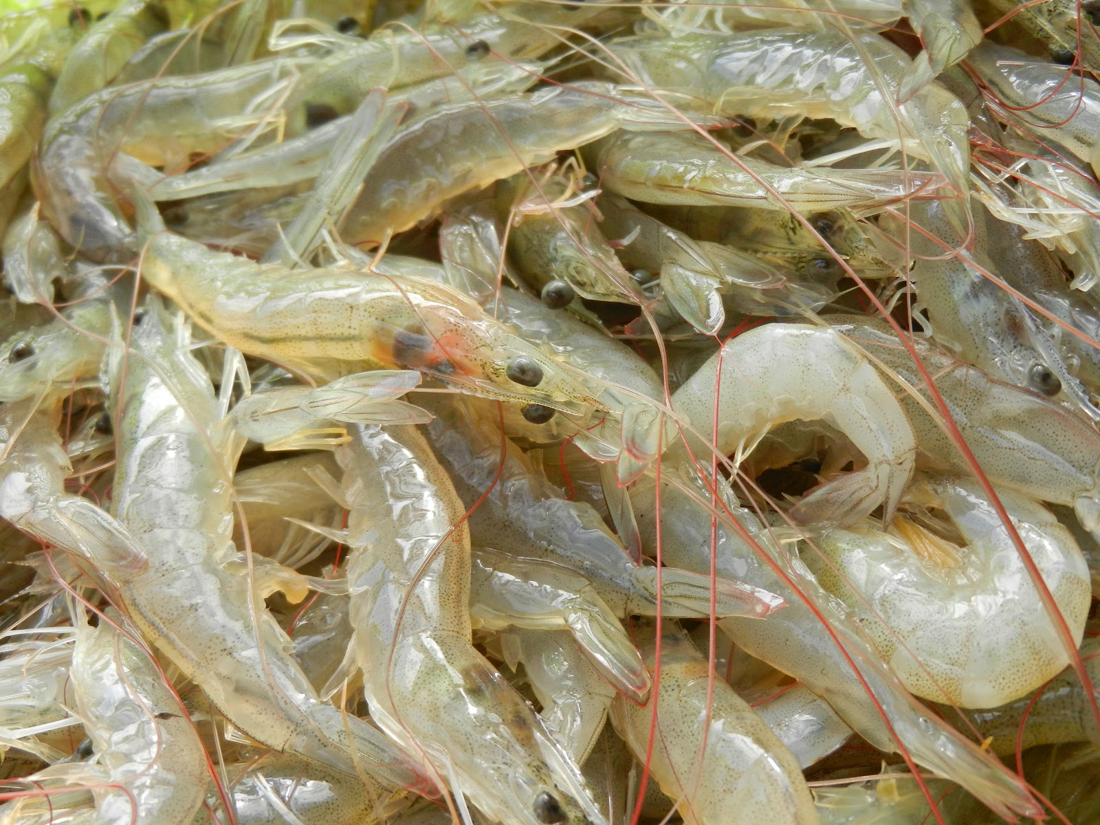 Pachamama Spectrum of Treasures: Bahia de Caraquez Area Attractions