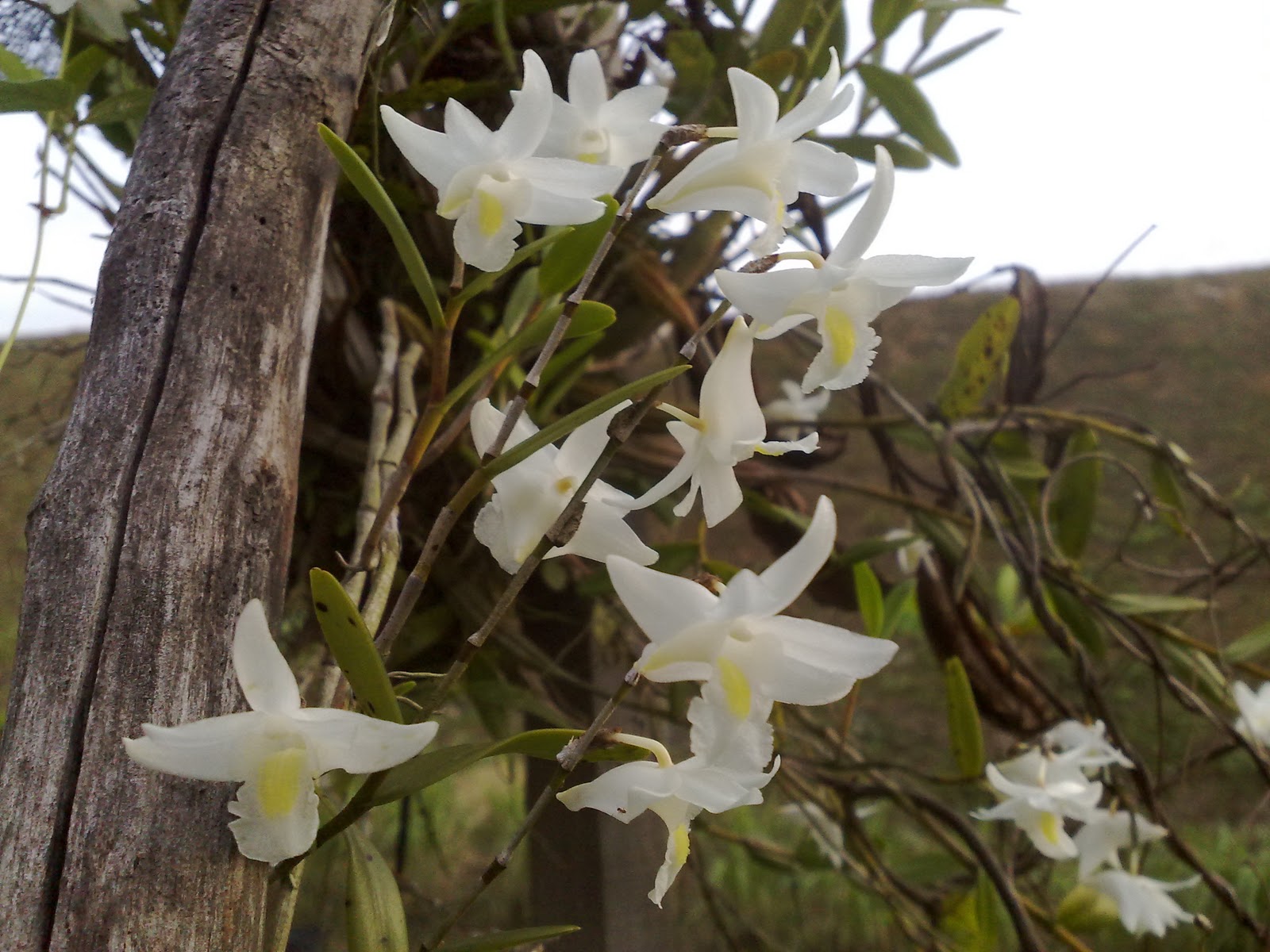 Dendrobium crumenatum a.k.a Orkid Merpati