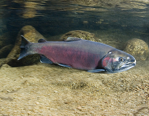 Animales Exoticos: Información del Salmón
