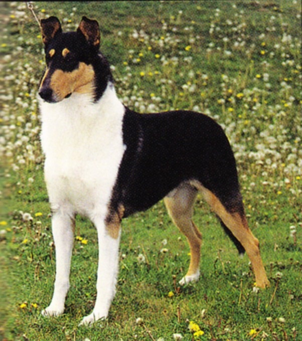 El Collie Smooth - Theperros