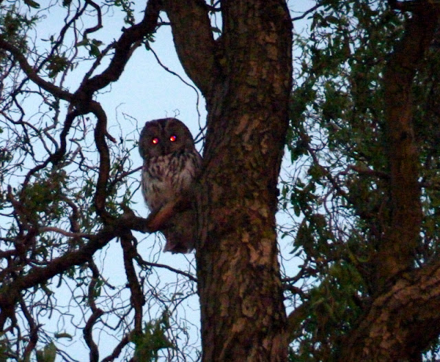 Cappuccino & Meer: Eule im Garten