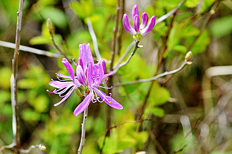 nature tales and camera trails: Rhodora wildflower