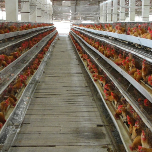 Beternak Ayam Petelur Sukses: TAHAPAN PETERNAKAN AYAM PETELUR