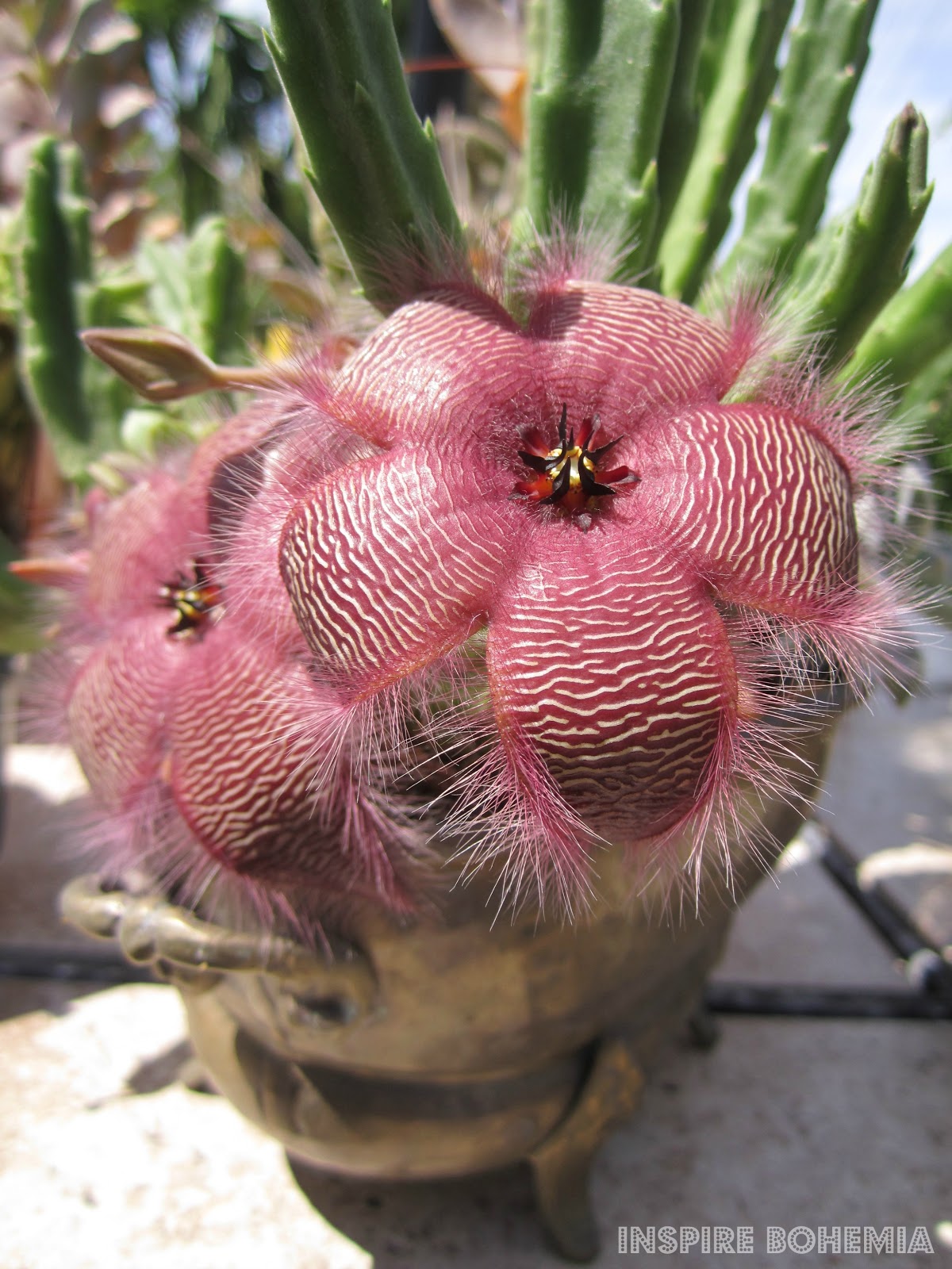 Garden Update: New Planters, Succulents, and Cacti!