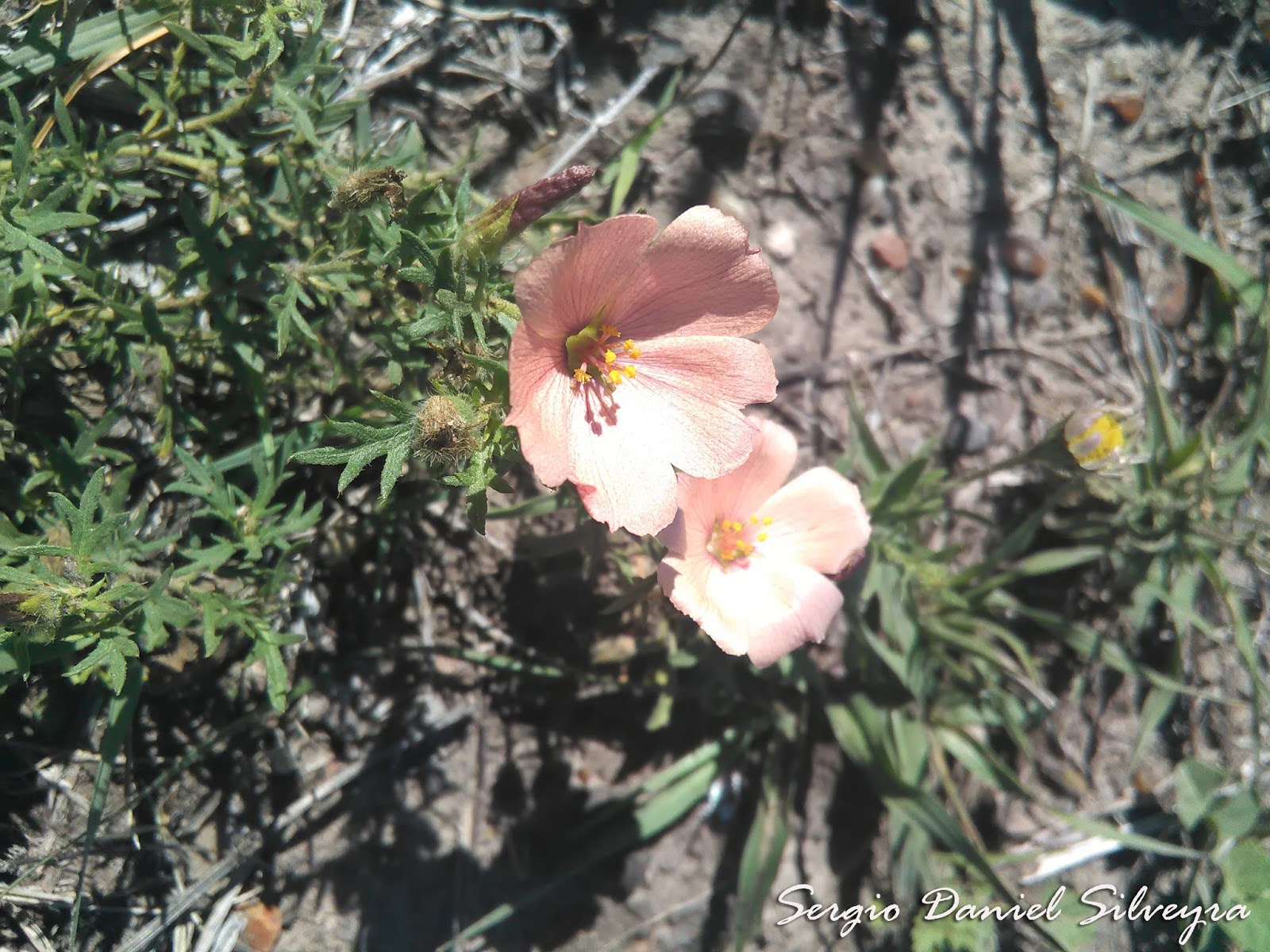Flora Nativa de Entre Rios