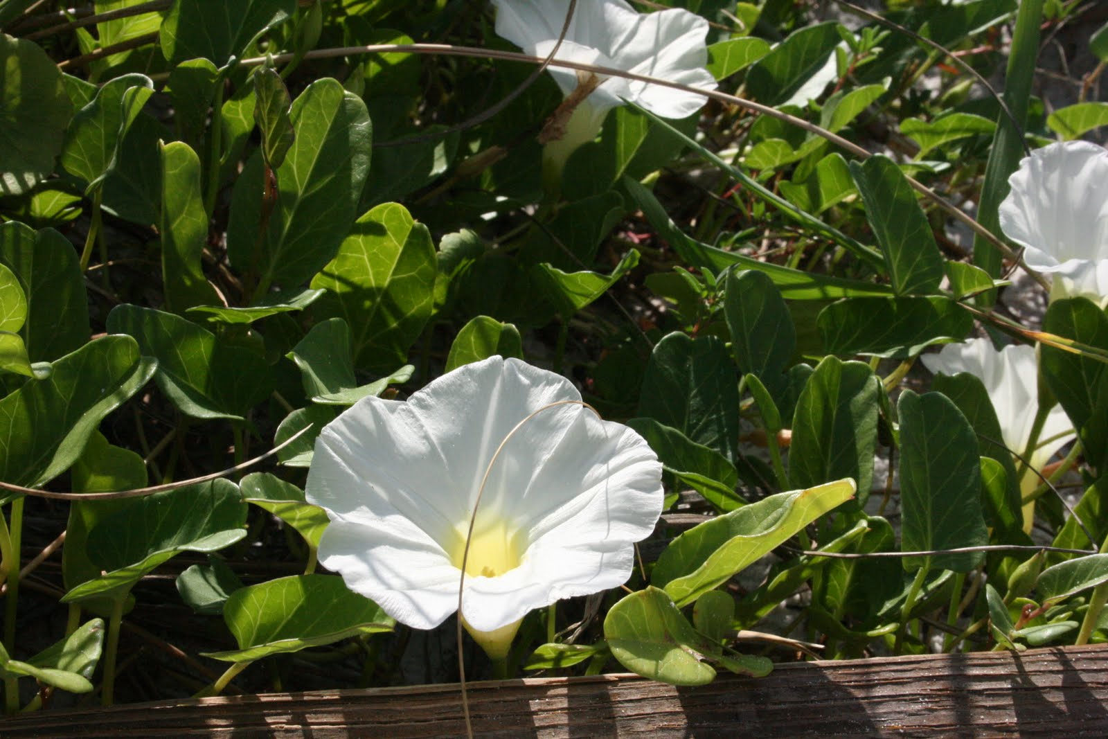 Native Florida Wildflowers: Beach Morning Glory - Ipomoea imperati