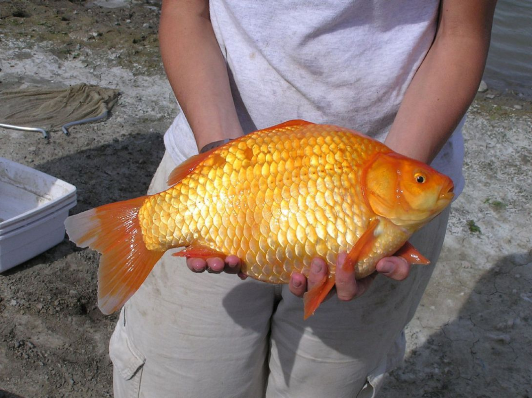 3 Ramuan Umpan Mancing Ikan Mas Saat Hujan Turun yang Jitu Terbukti ... 3 Ramuan Umpan Mancing Ikan Mas Saat Hujan Turun yang Jitu Terbukti ...