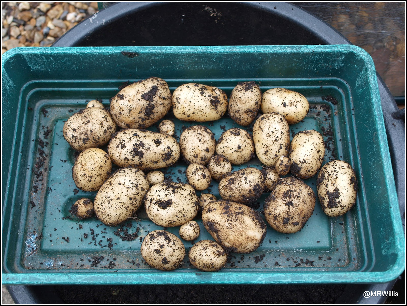 Mark's Veg Plot: First Early potato "Foremost"