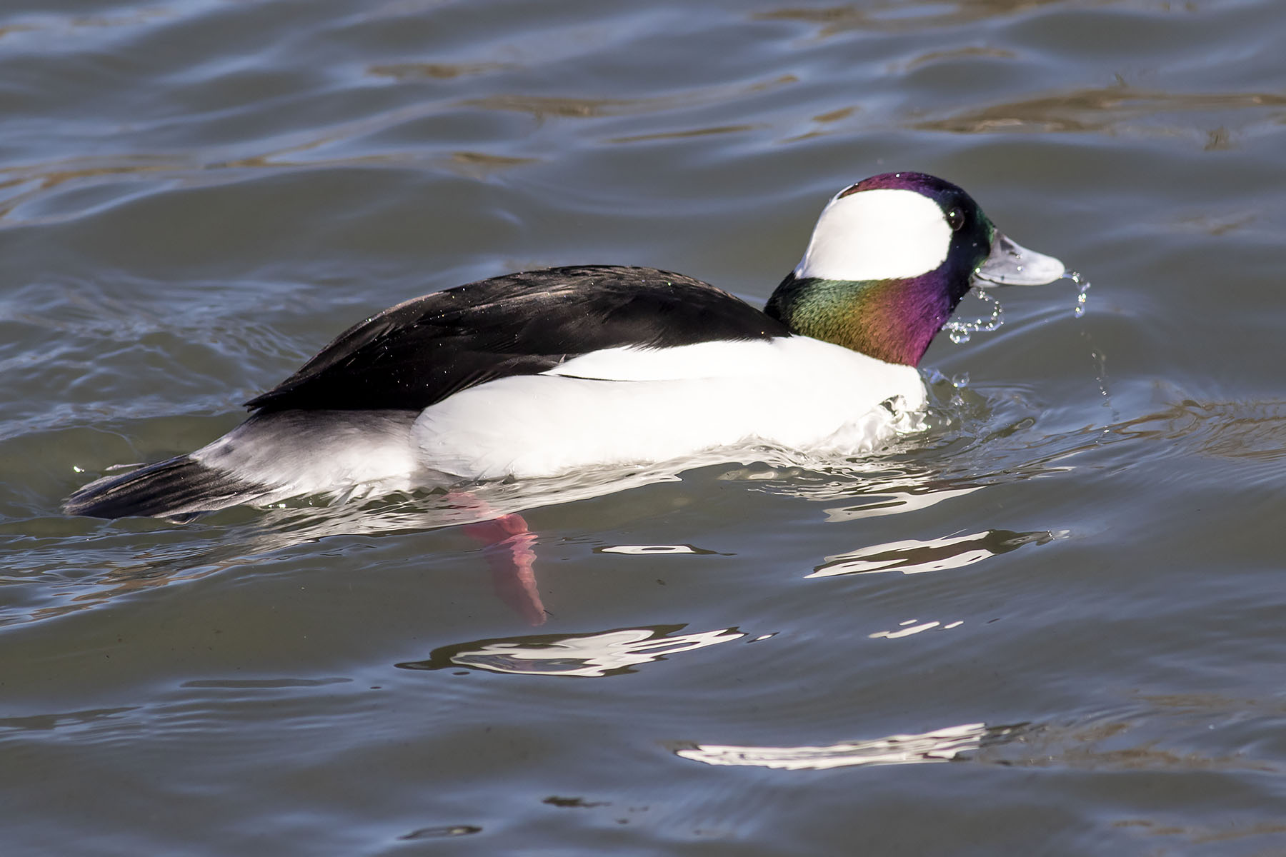 Ann Brokelman Photography in the Wild: Bufflehead Ducks