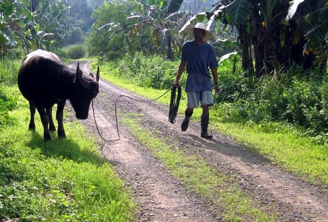 Turning Boholano: Philippine native carabao