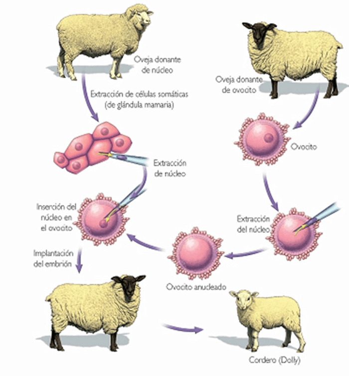 Clonacion en Animales | Wikideprueba Wiki | Fandom