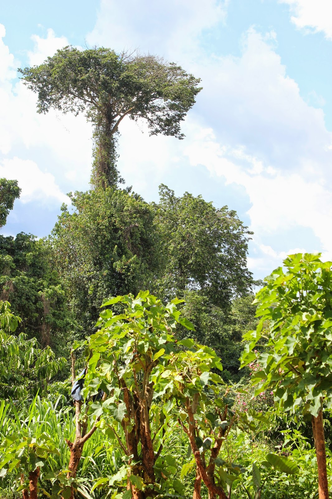 Under the Ugandan Sun