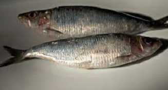 gHara javaN (Home Food): Konkani names for fish