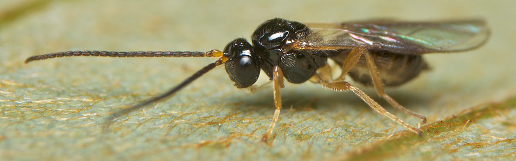 ムシをデザインしたのはダレ？: ツヤコマユバチ亜科 (Opius sp.)