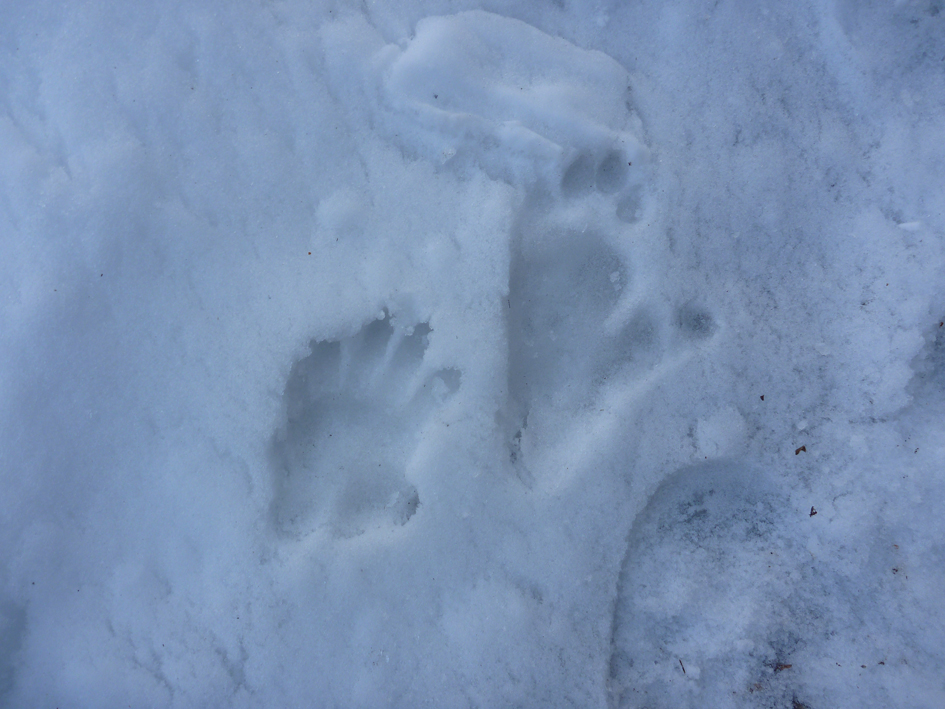 Tokyo Bird Song: snow walking with animals