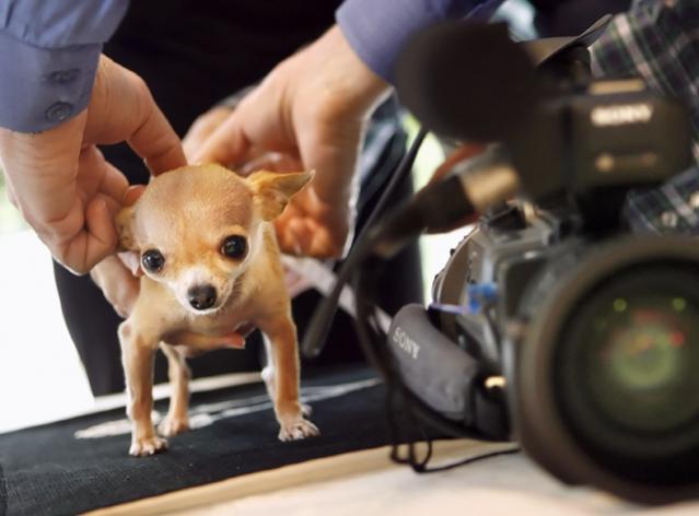Guinness World Records: Smallest and Funny Dog in the World