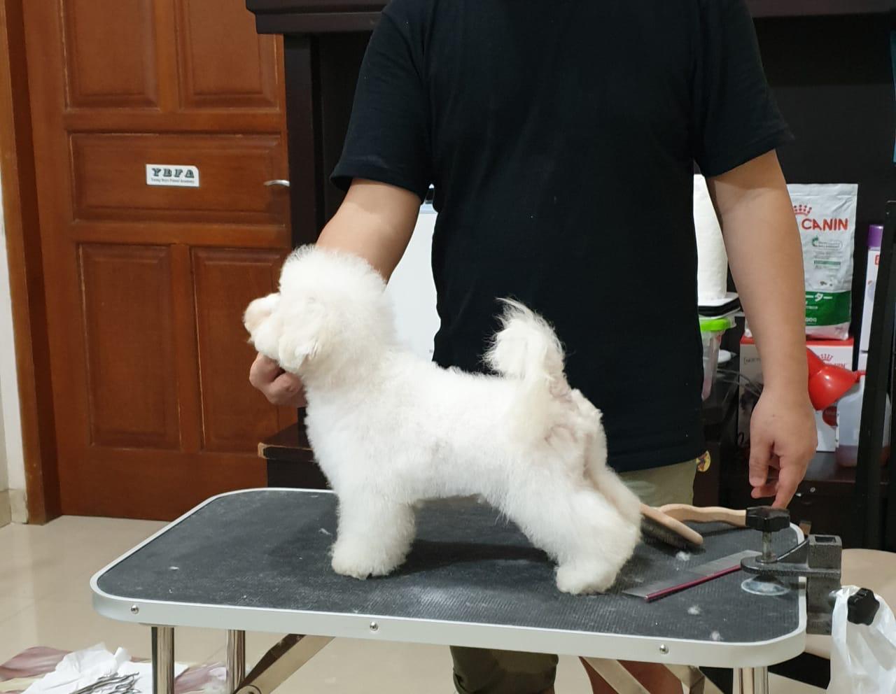 Pet lovers Indonesia: Cara merawat anjing bichon frise agar terhindar ...