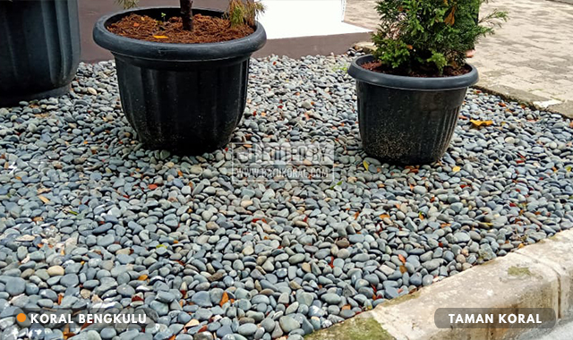 25+ Koral Sikat Batu Tabur