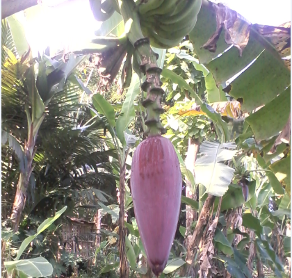 Klasifikasi dan ciri ciri morfologi tanaman pisang (Musa parasidica ...