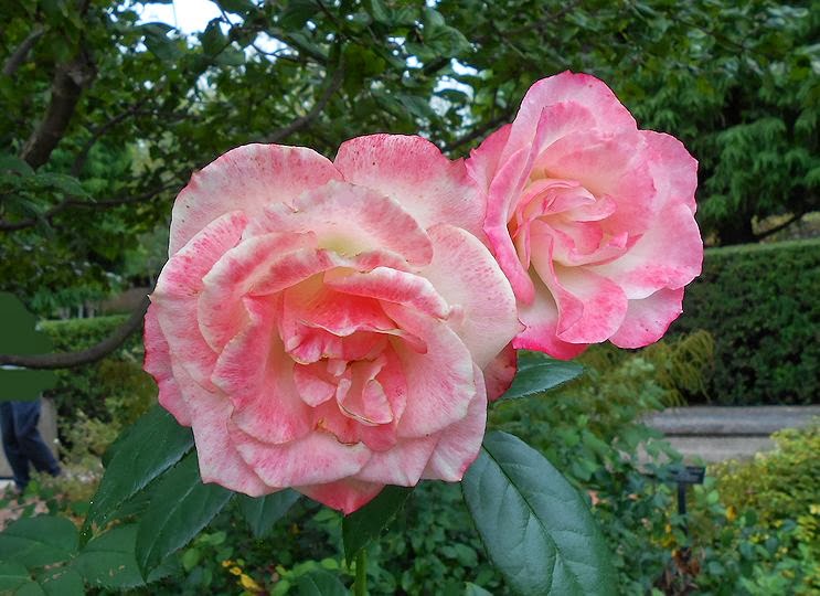 My Virtual Garden 2: Chicago Botanic Gardens