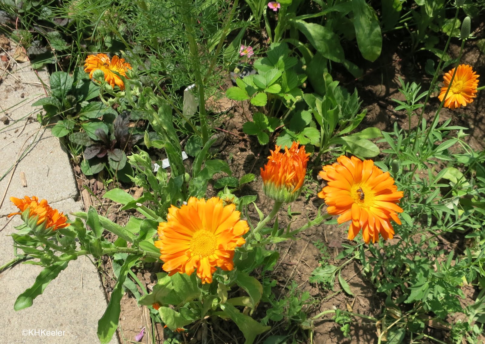 A Wandering Botanist: Plant Confusion -- Marigolds and Calendulas