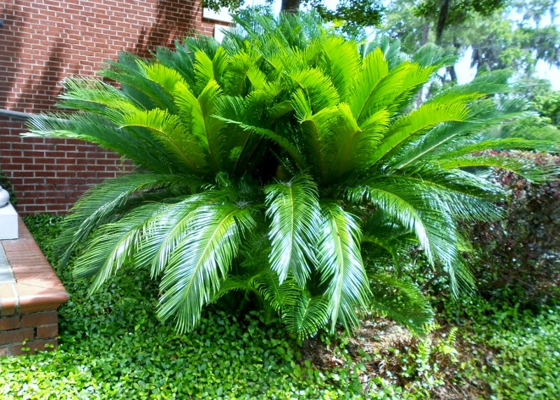 Bonsai Beginnings: Sagos are breaking