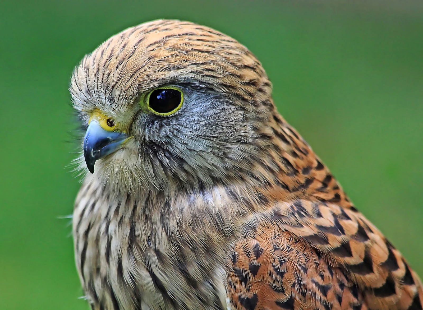 RAMAZANOGLU FAMILY REUNION - ADANA 2015: Kestrel Falcon A Symbol of Our ...