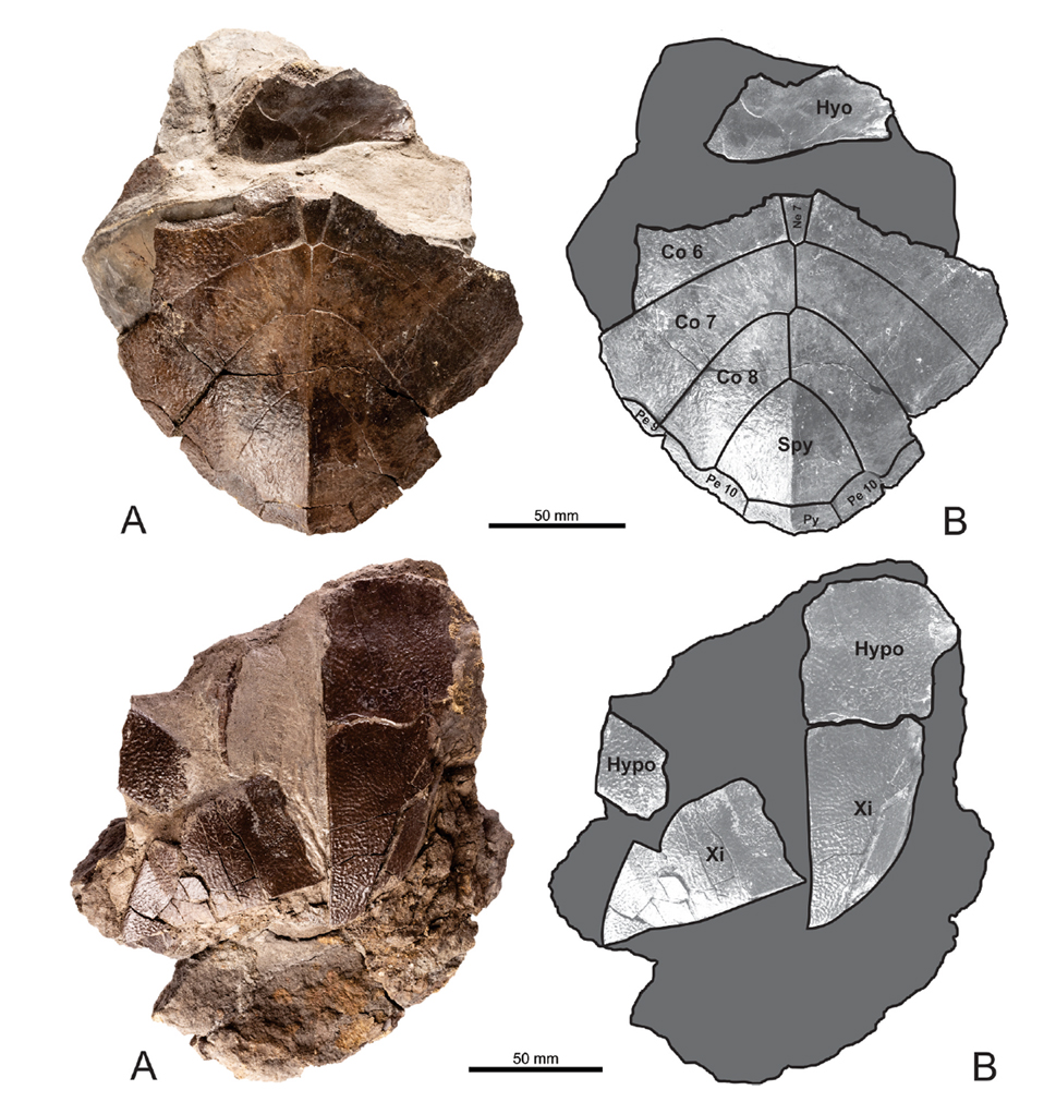 Palaeos, la historia de la Vida en la Tierra: octubre 2020