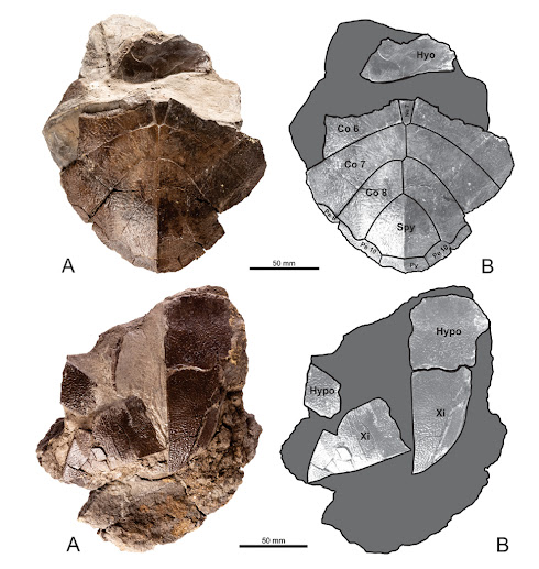 Palaeos, la historia de la Vida en la Tierra: 2020