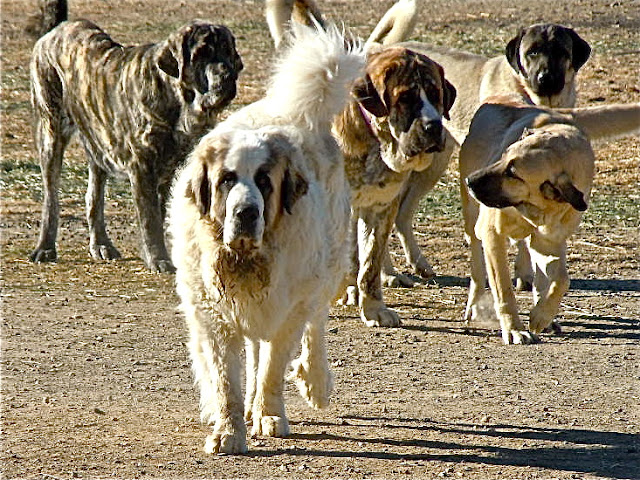 LIVESTOCK GUARDIAN DOG BLOG: What Is The Way of The Pack?