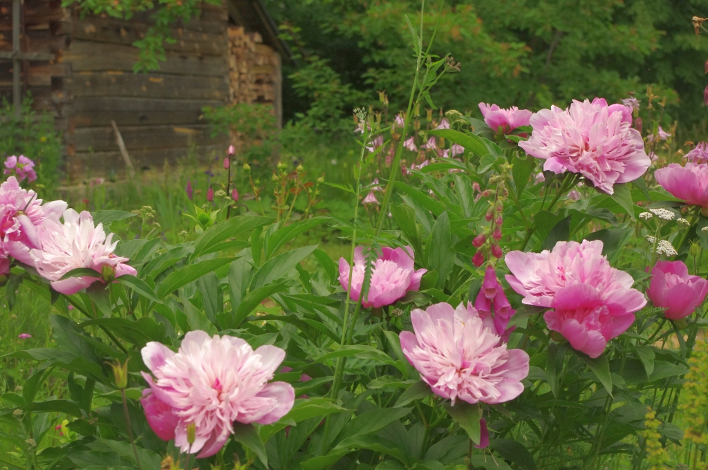 roos on roos: Pojengide....