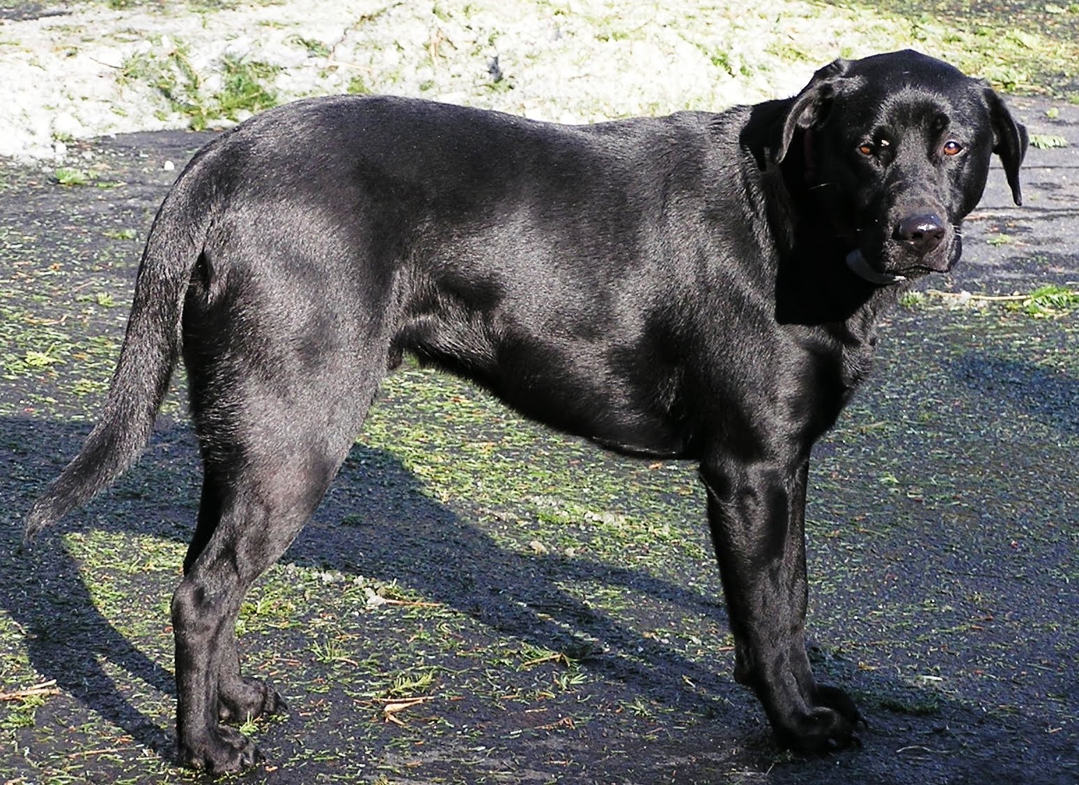 Smiling Dog Farms: Bosco Needs Your Emails, Phone Calls Today!