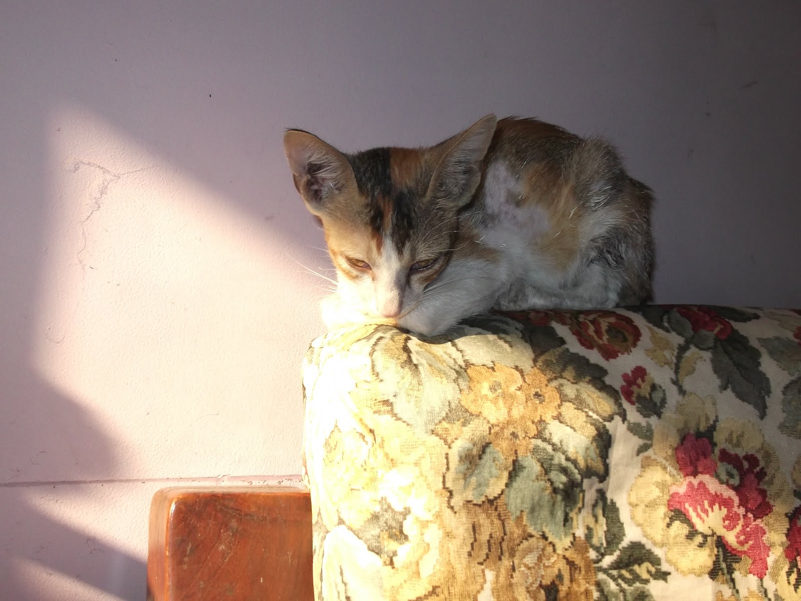 idaianimals: Kitten in Distress