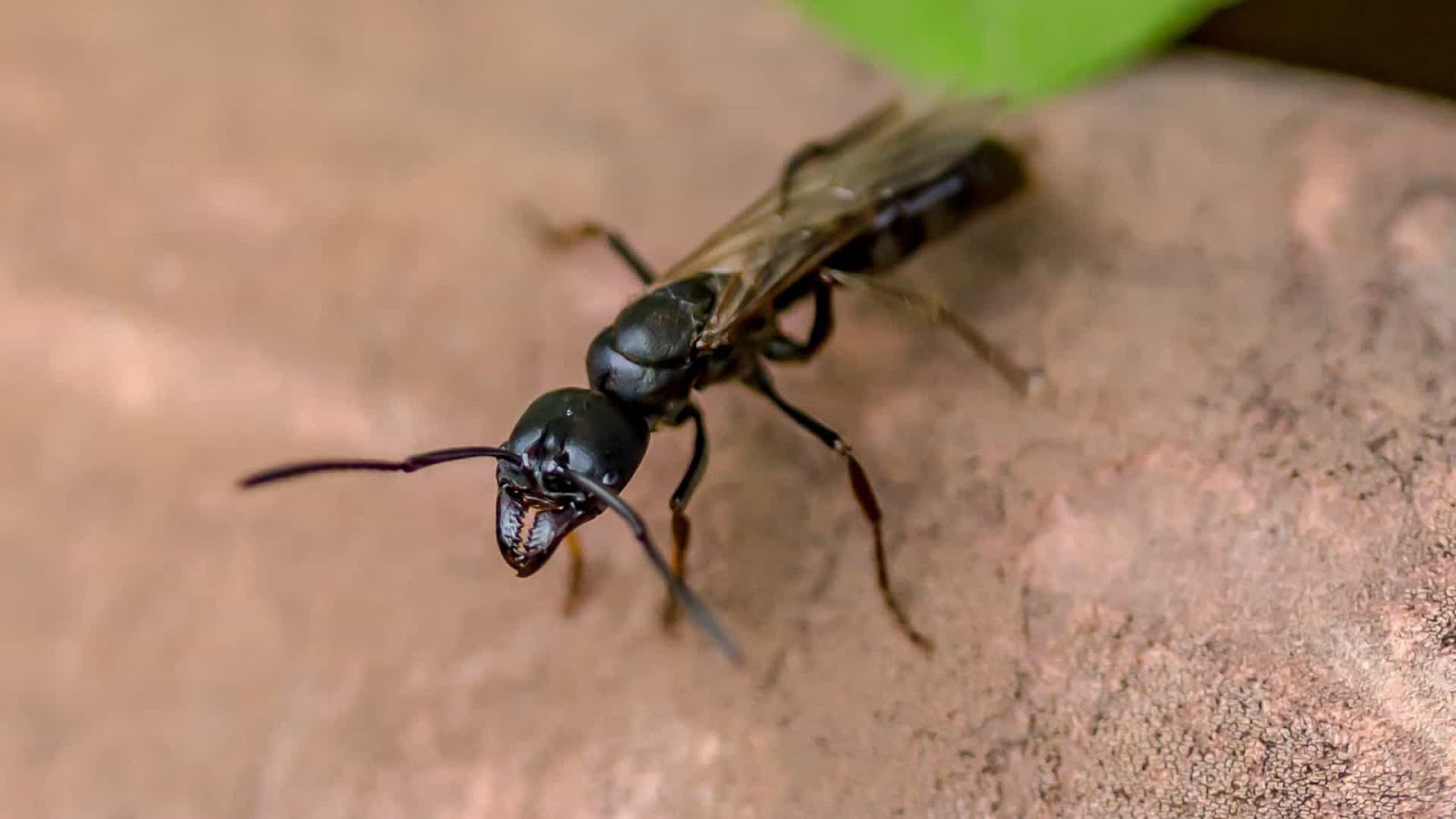 Blog do Wilson Filho: Nuvem de formigas voadoras é vista em radar ...