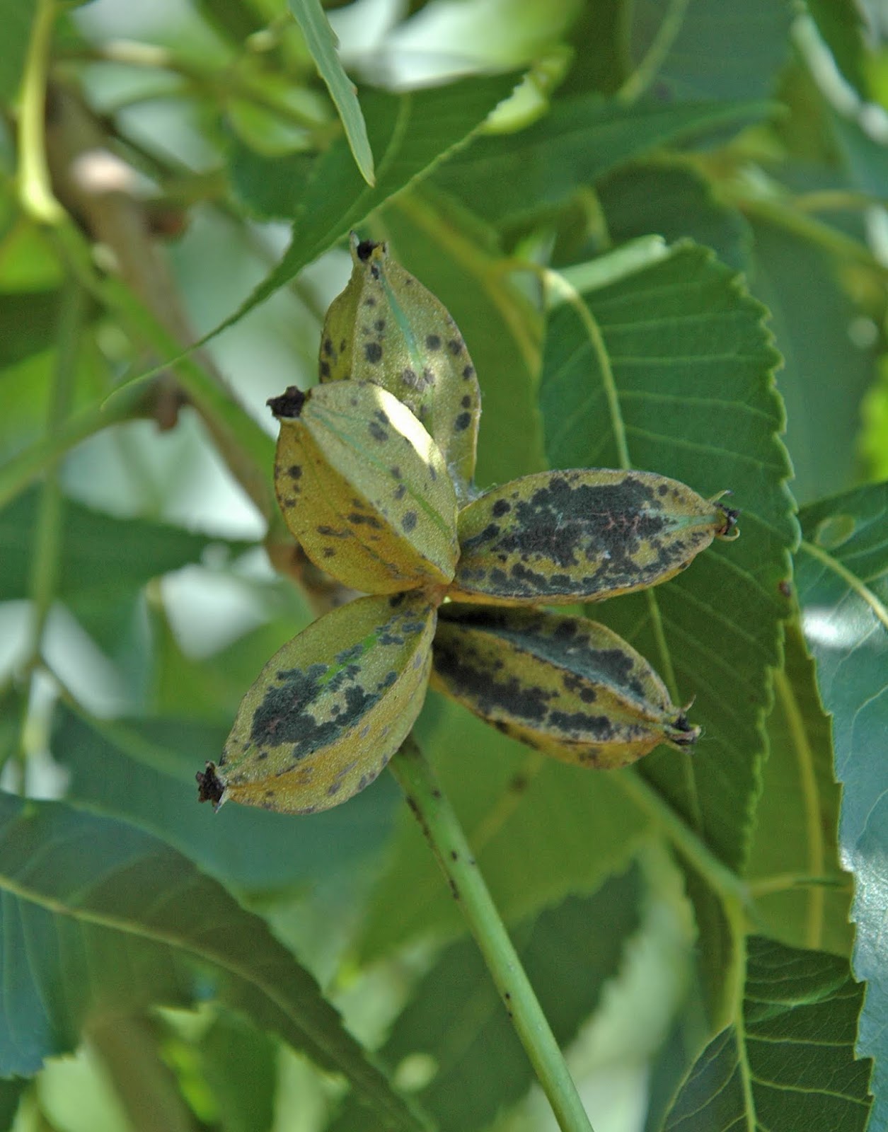 Northern Pecans: Making my third disease control spray
