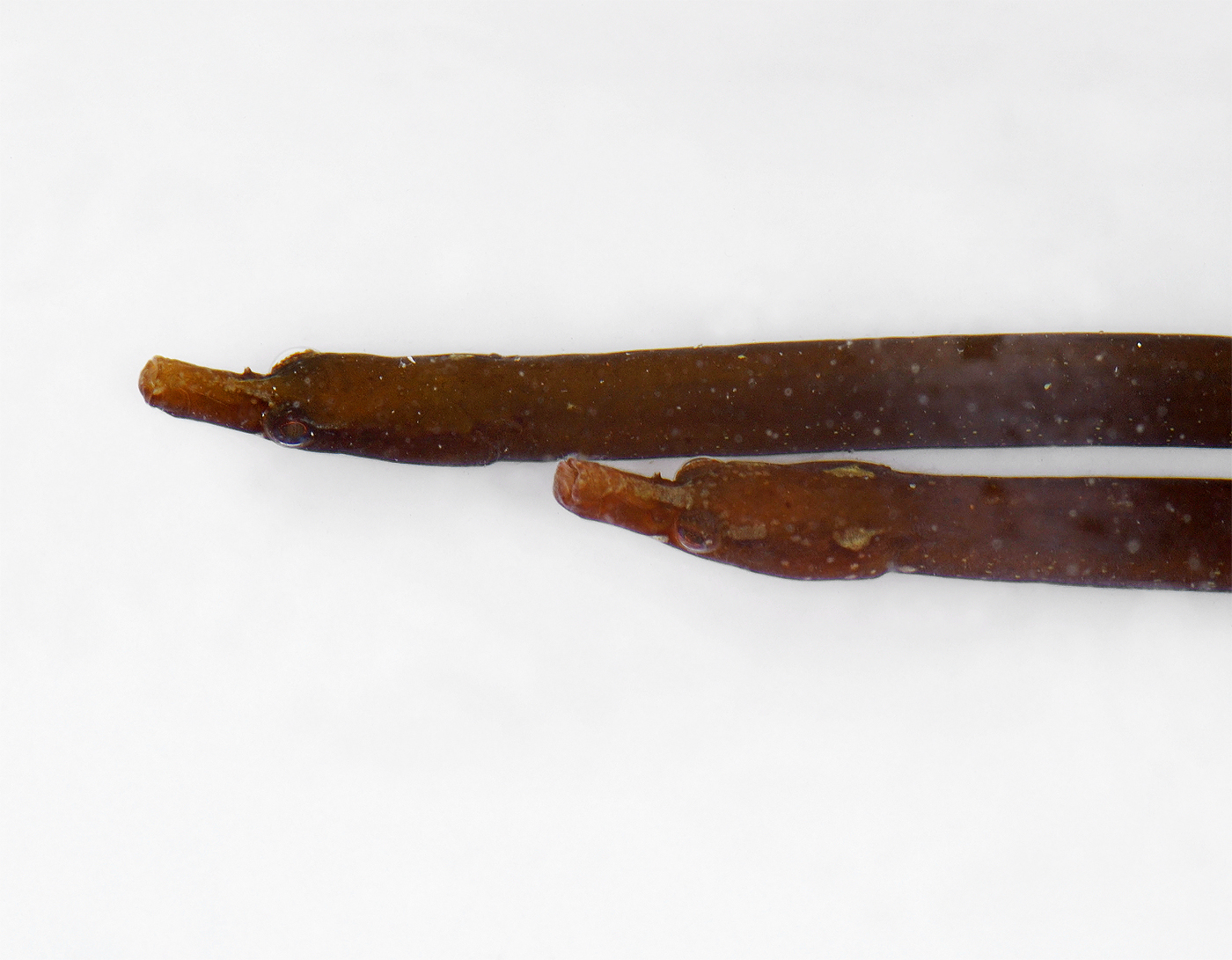 Scottish Wildlife Blog