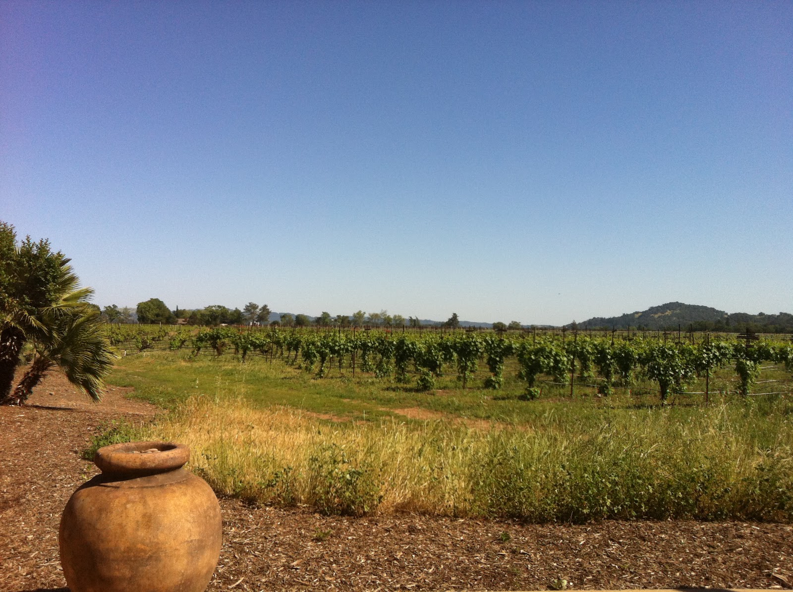 Come for the Wine: Touring the Sonoma Wine Road: There’s No Place Like ...