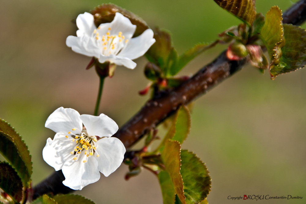 BROŞU CONSTANTIN PHOTOGRAPHY: Copaci cu flori