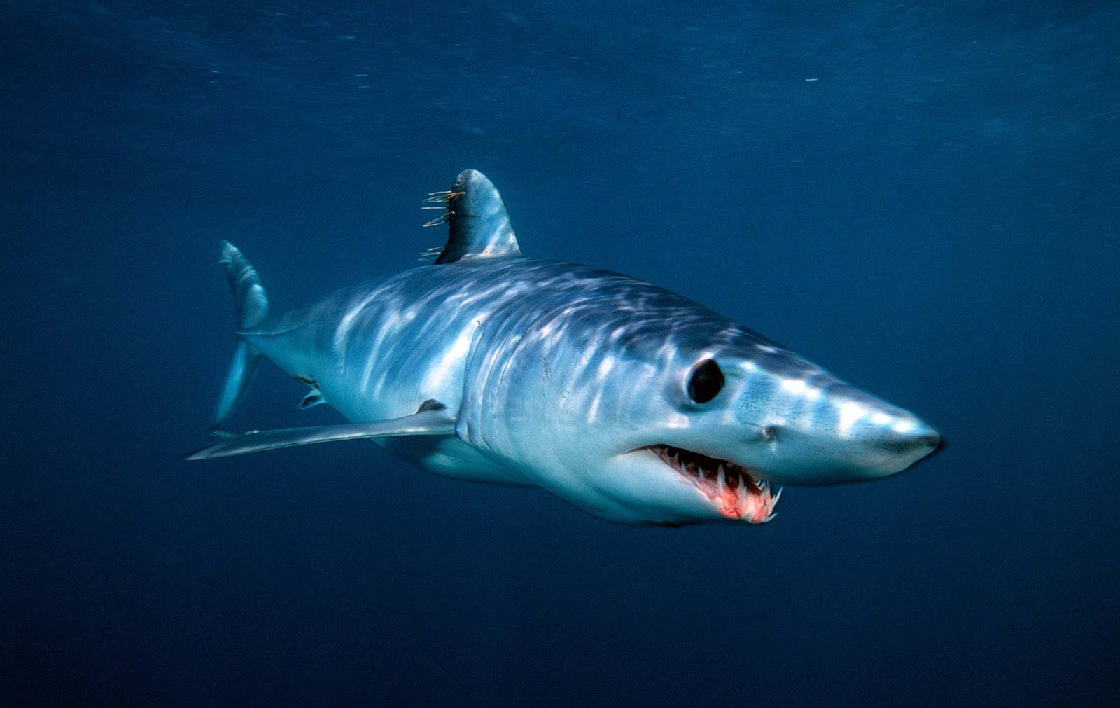 The Best Shark Dive in the World!: Mako Shark Predation finally filmed!