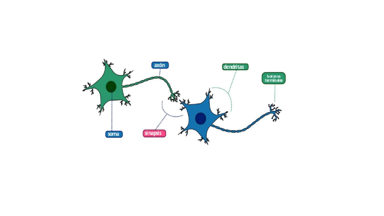conoce tus neurotransmisores: Elementos de la neurona.
